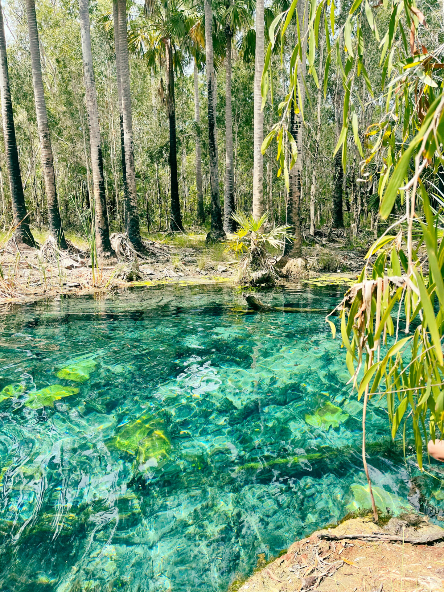Bitter Springs: Explore Elsey Park's Hidden Natural Gem