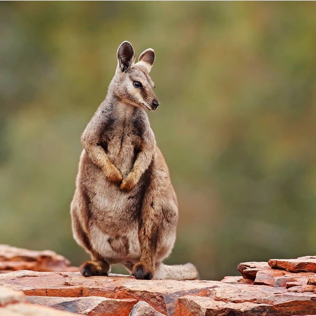Norther | Black-Flanked Rock Wallaby: West Macs Christmas