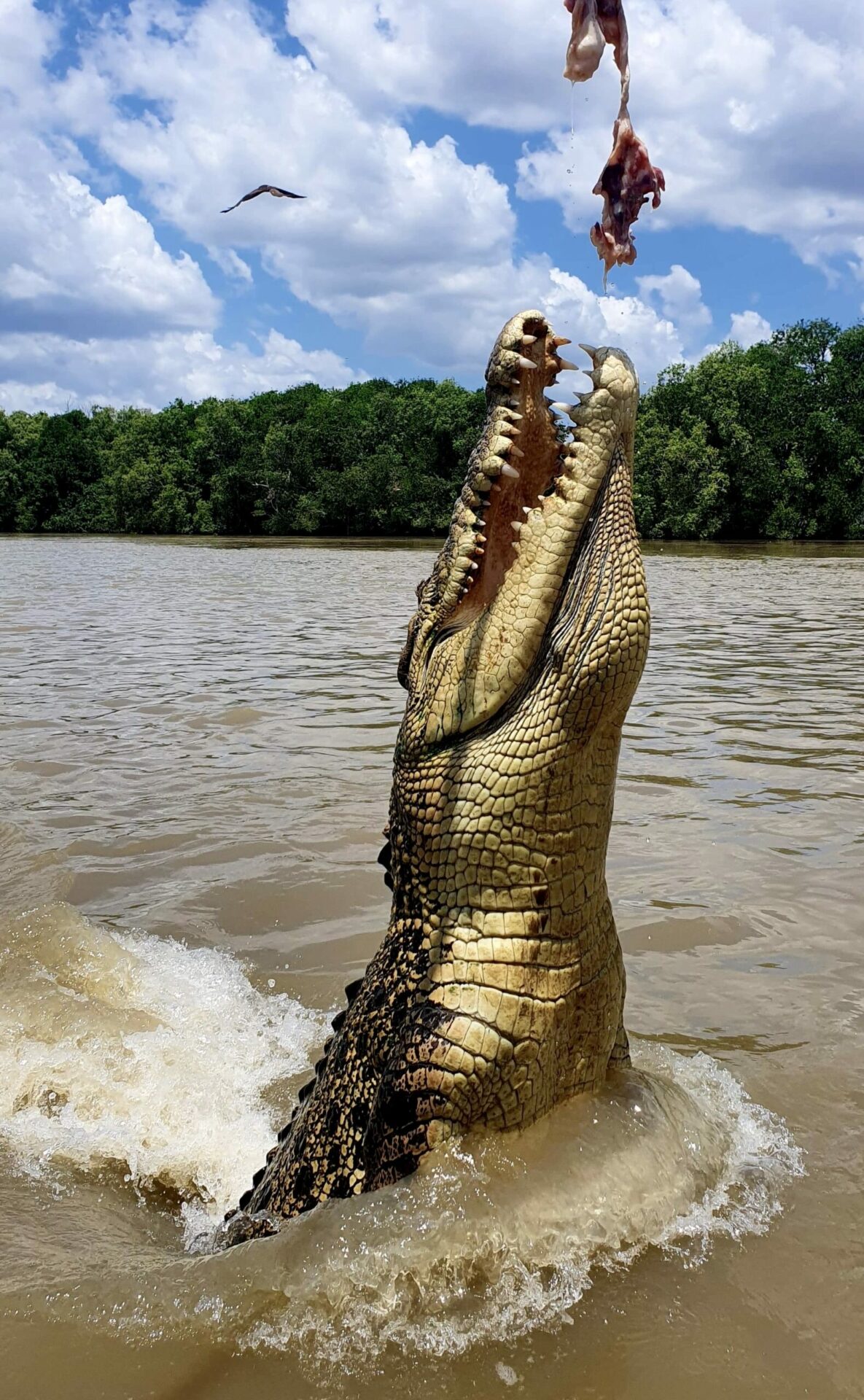 7 Crocwise Tips for Staying Safe in the Northern Territory