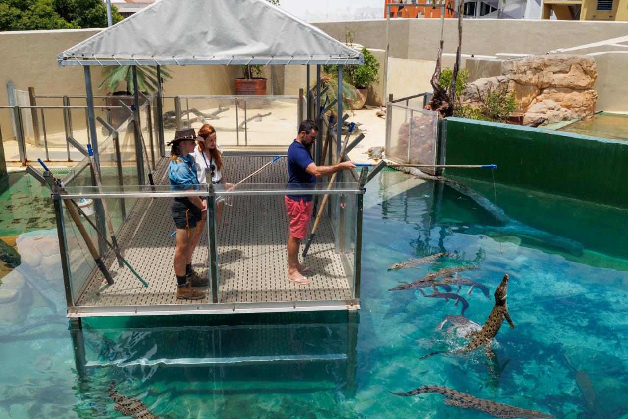 Crocosaurus Cove Darwin: A Visitor's Guide With Tips