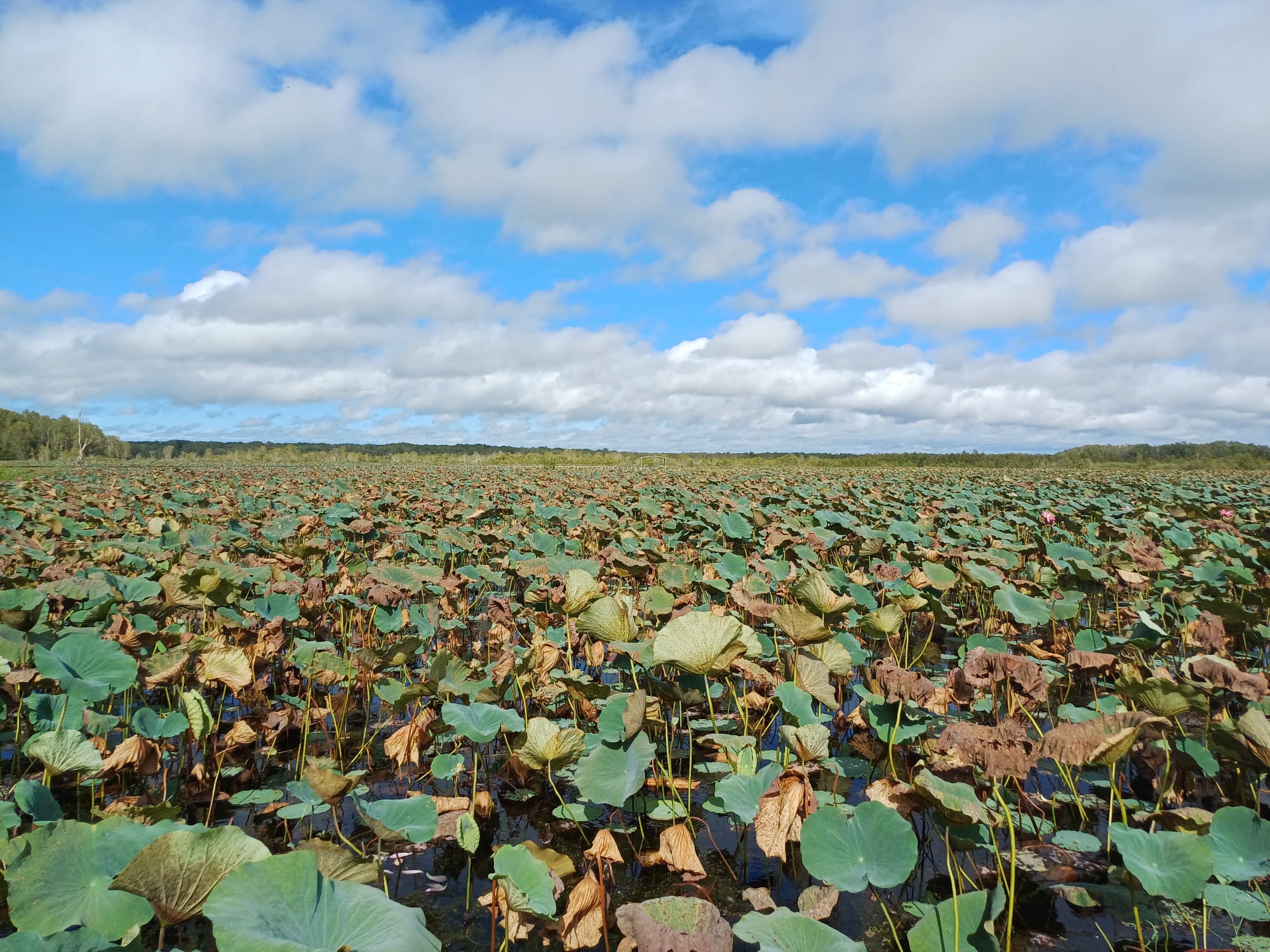 Visit Fogg Dam: A Nature Guide to Trails, Wildlife & Birds